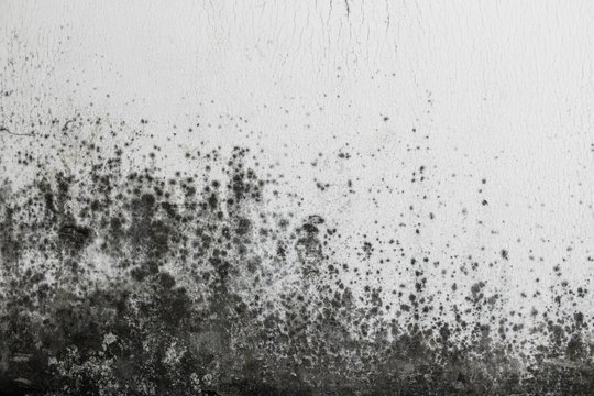 Mold Exposure and Hair Loss: Causes and Solutions